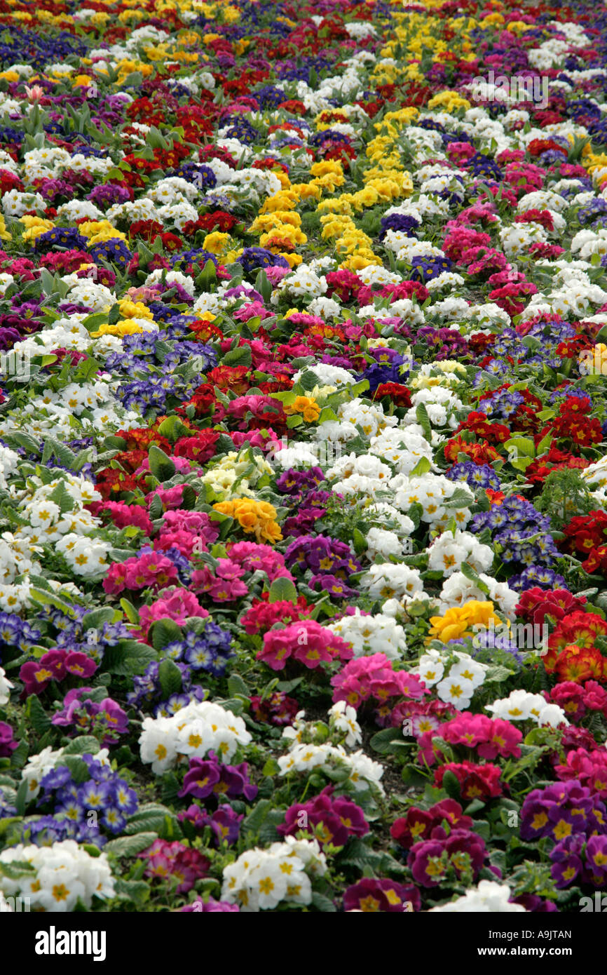 Polyanthus plants used in municipal bedding Stock Photo - Alamy