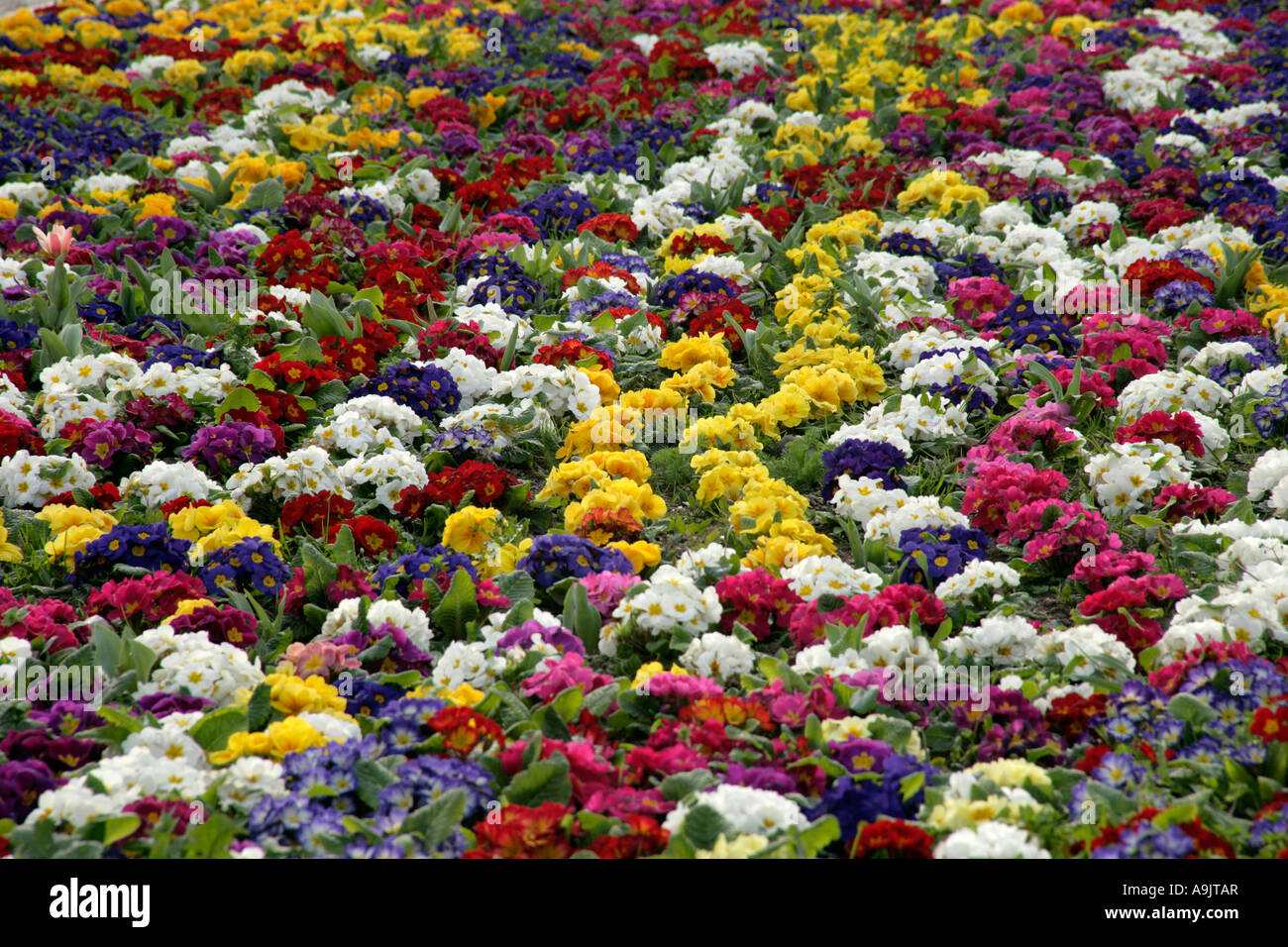 Polyanthus plants used in municipal bedding Stock Photo - Alamy