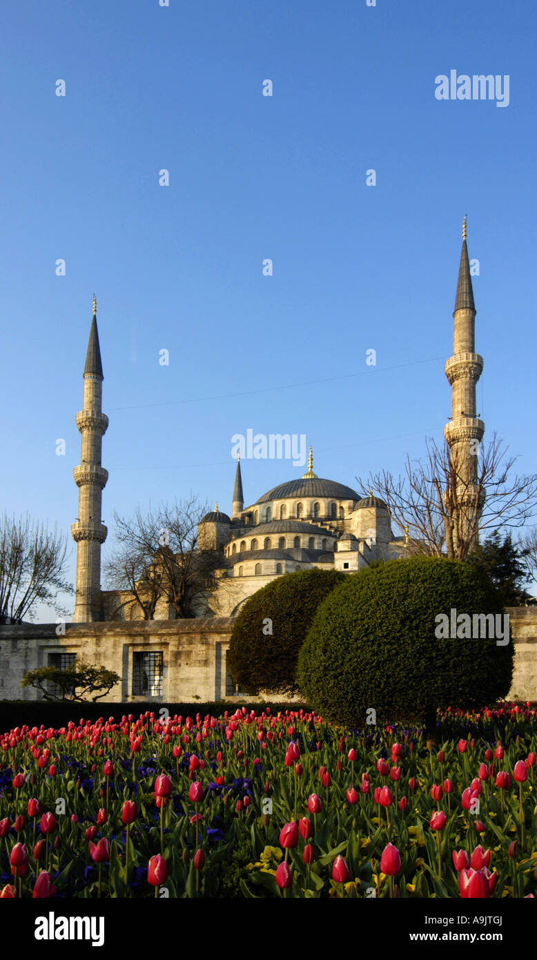 Blue mosque with tulip gardens at sunrise Istanbul Stock Photo - Alamy