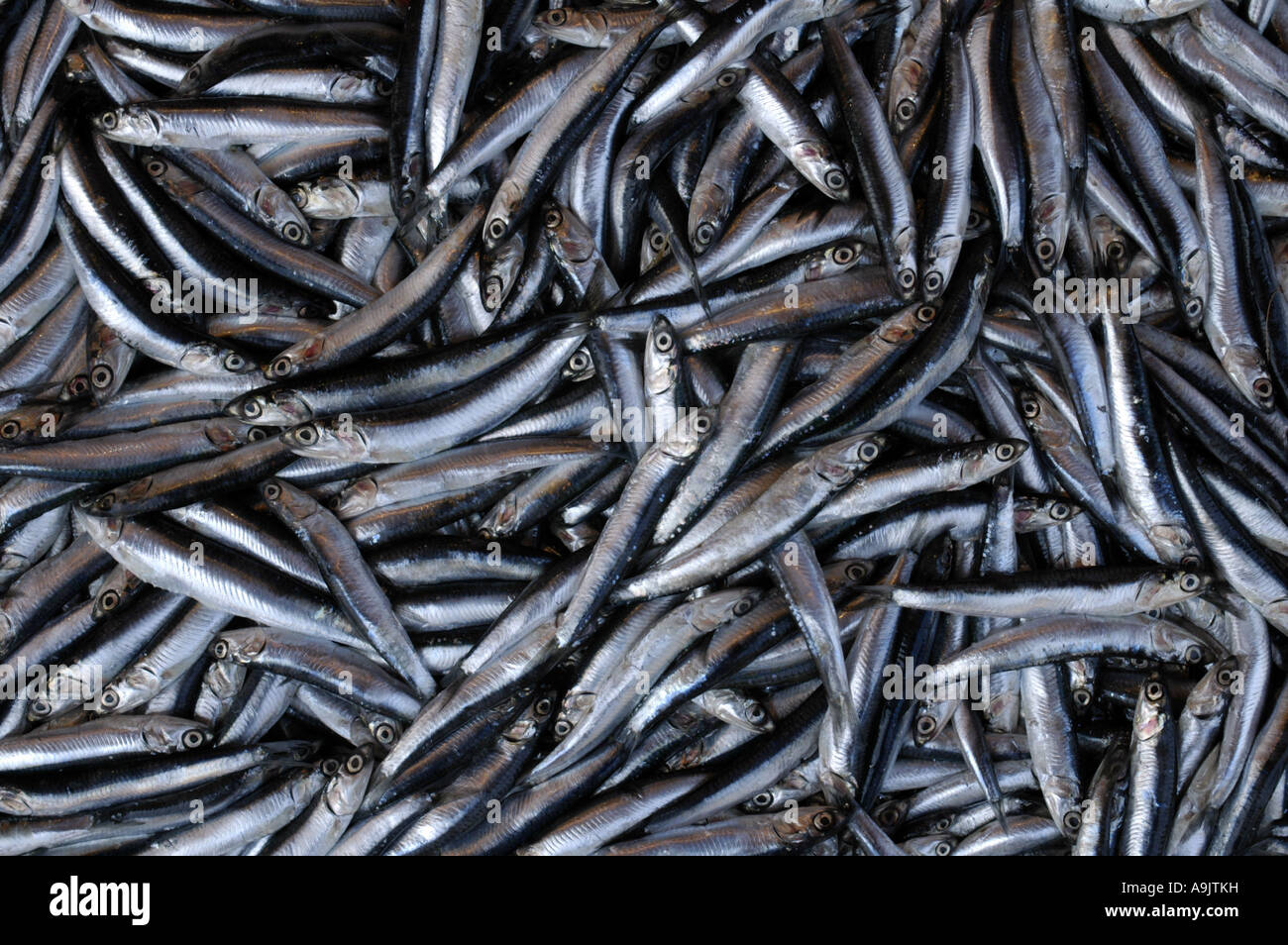Small fish in a pile Kumkapi market Istanbull Stock Photo - Alamy