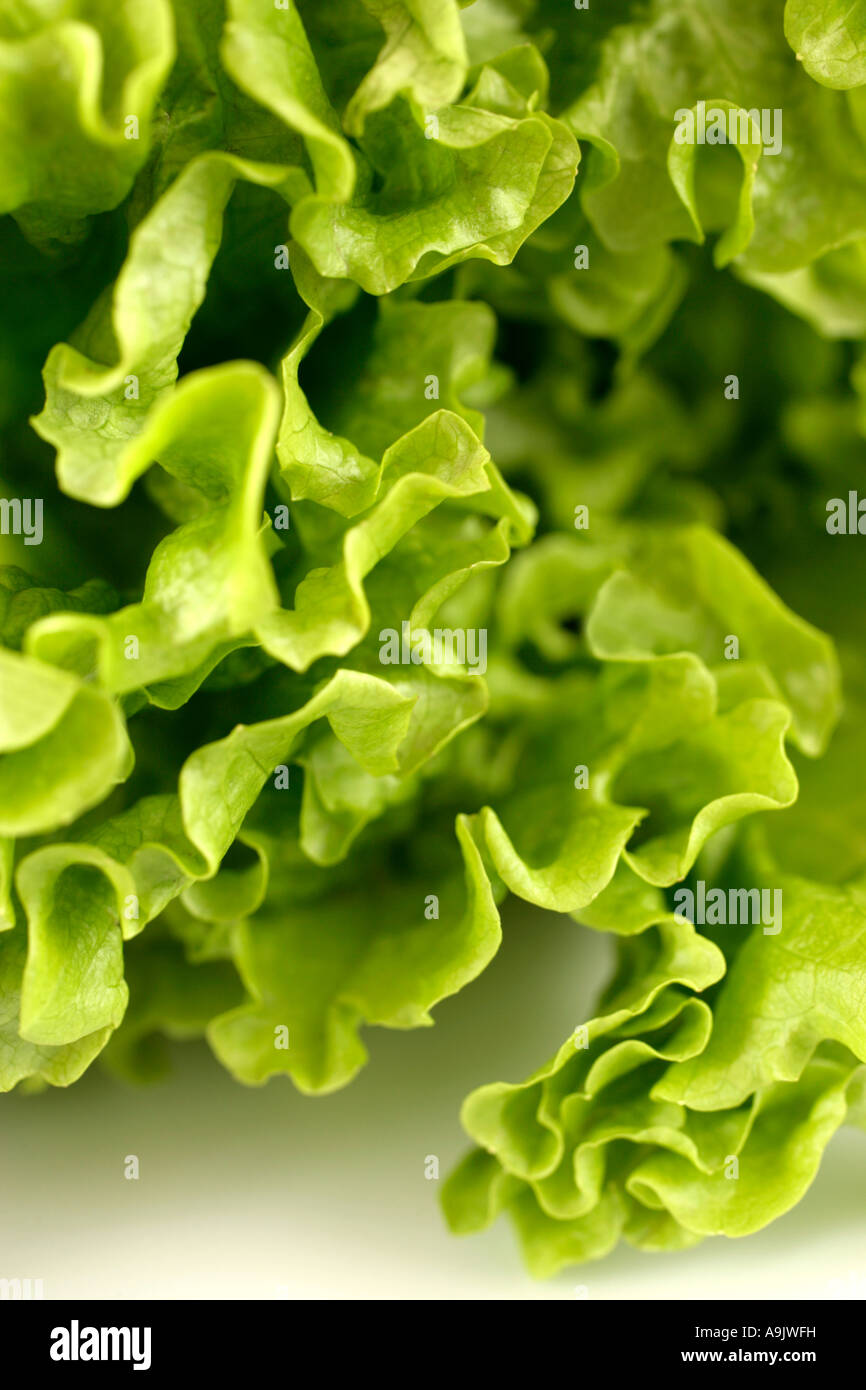 Close up of a curly lettuce Stock Photo - Alamy