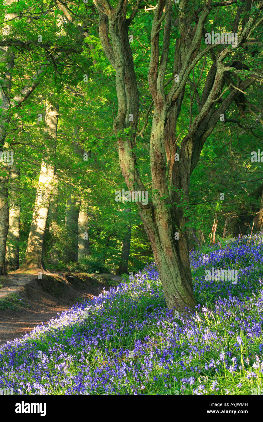 Bluebells in the forest Surrey England Europe Stock Photo - Alamy