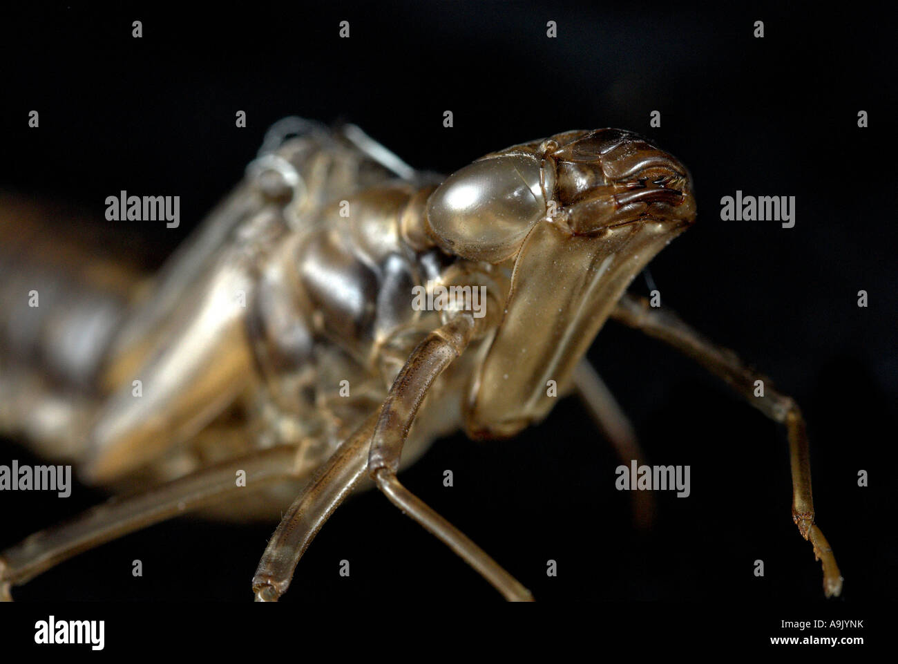 Dragonfly Nymph Shell Stock Photo - Alamy