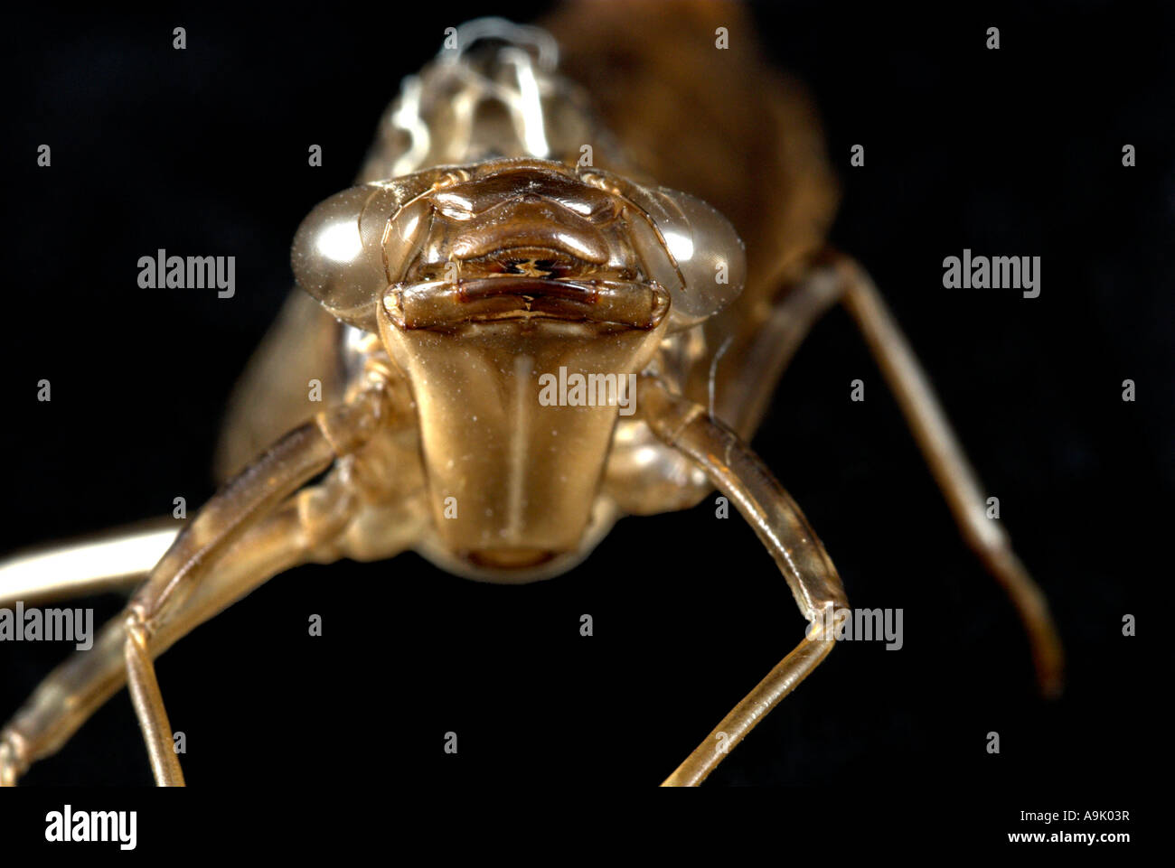 Dragonfly Nymph Shell Stock Photo - Alamy
