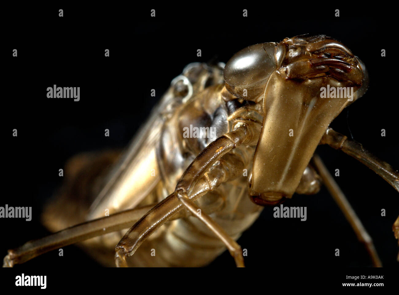 Dragonfly Nymph Shell Stock Photo - Alamy