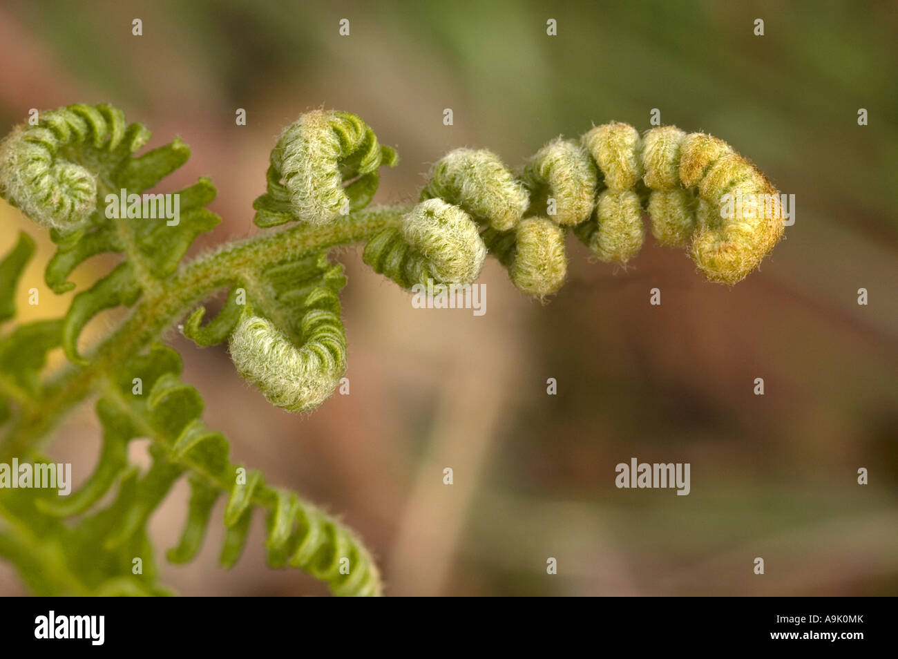 Fern Un rolling In Spring Stock Photo - Alamy