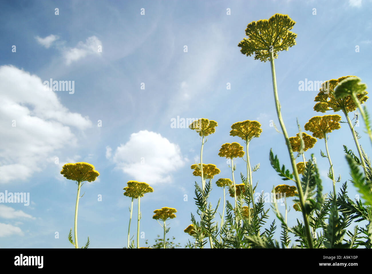 Yellow underneath hi-res stock photography and images - Alamy