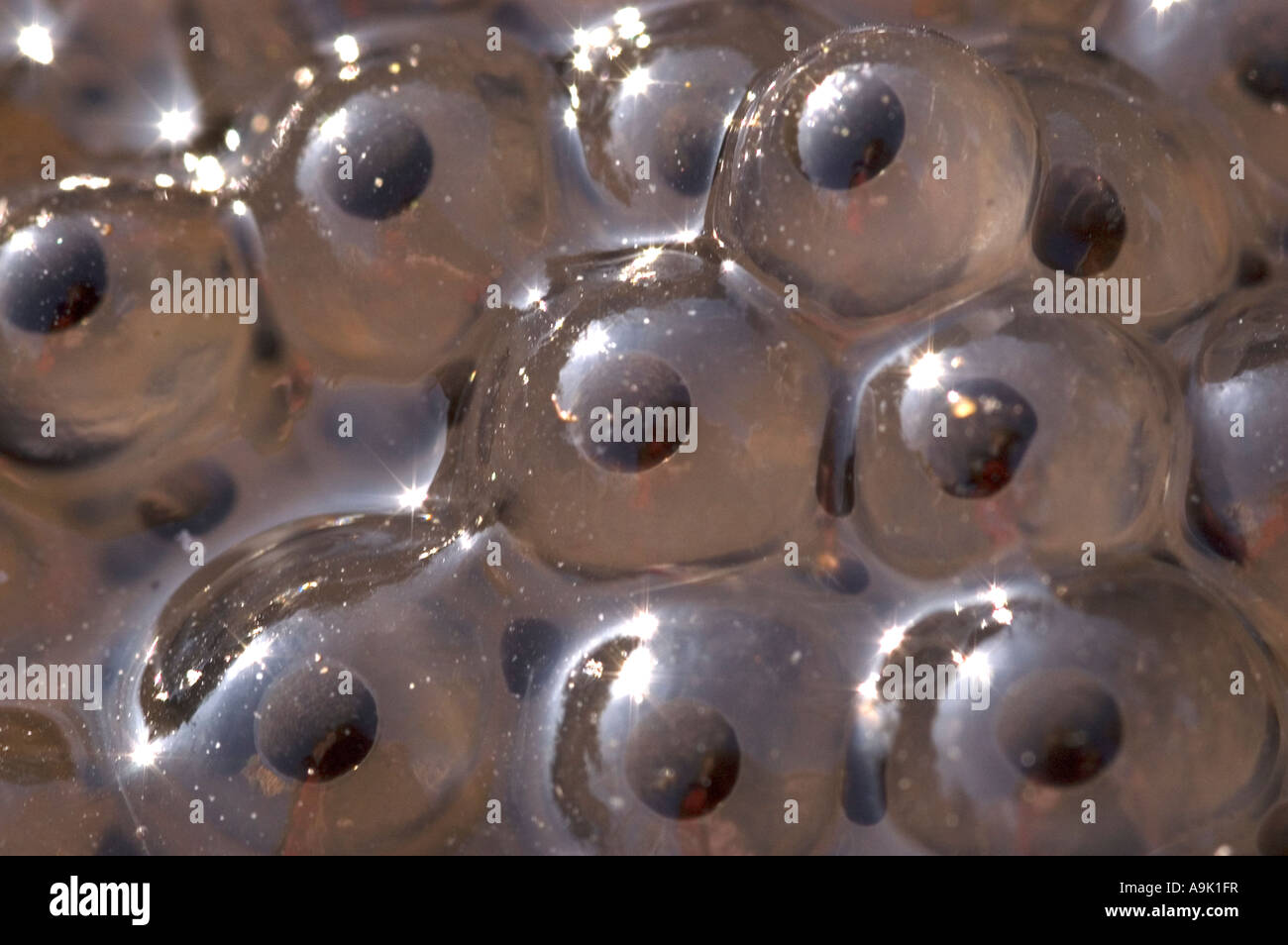 Frog Spawn in a Garden Pond Hampshire England UK Stock Photo - Alamy