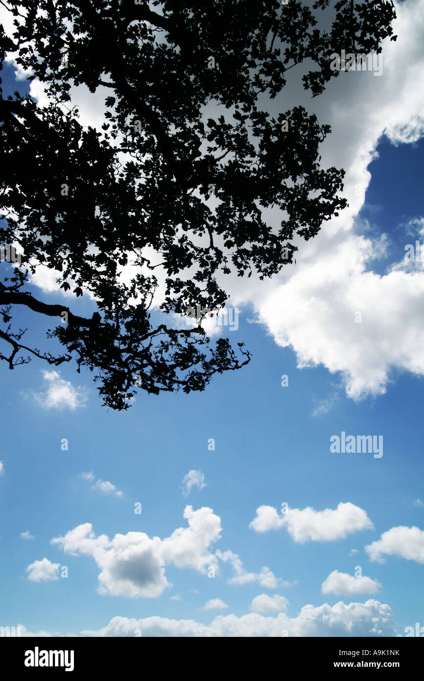 tree canopy set against a blue sky Stock Photo - Alamy