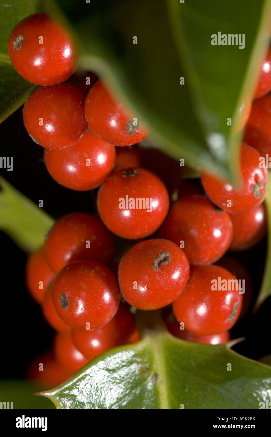 Holly berry seeds hi-res stock photography and images - Alamy