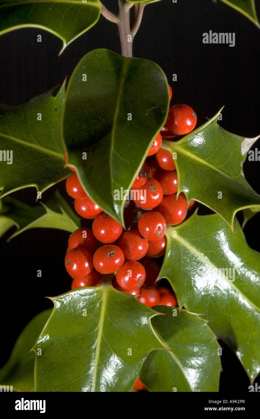 Berries winter Cut Out Stock Images & Pictures - Alamy