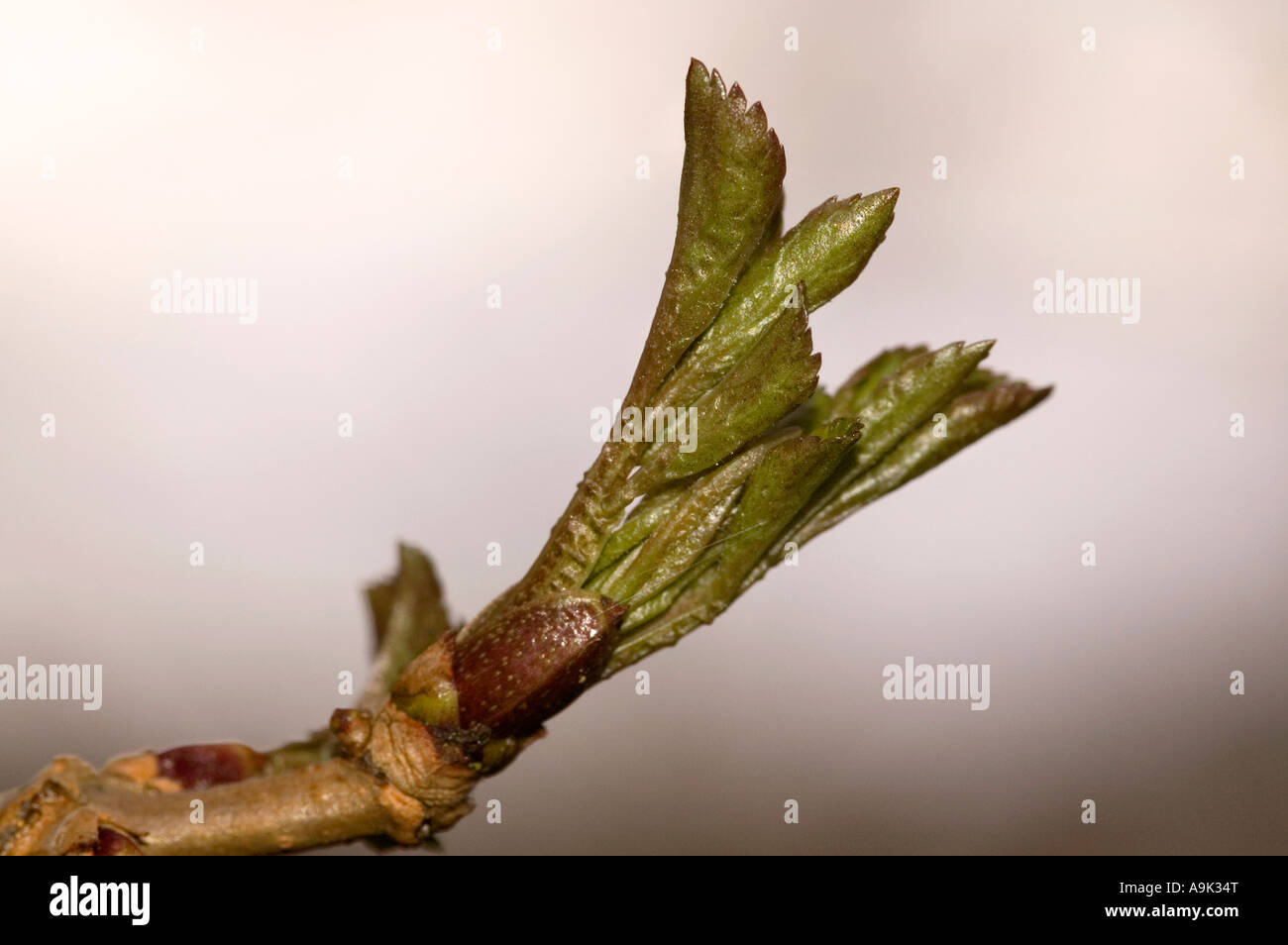 Tree Leaves Opening In Spring Stock Photo - Alamy