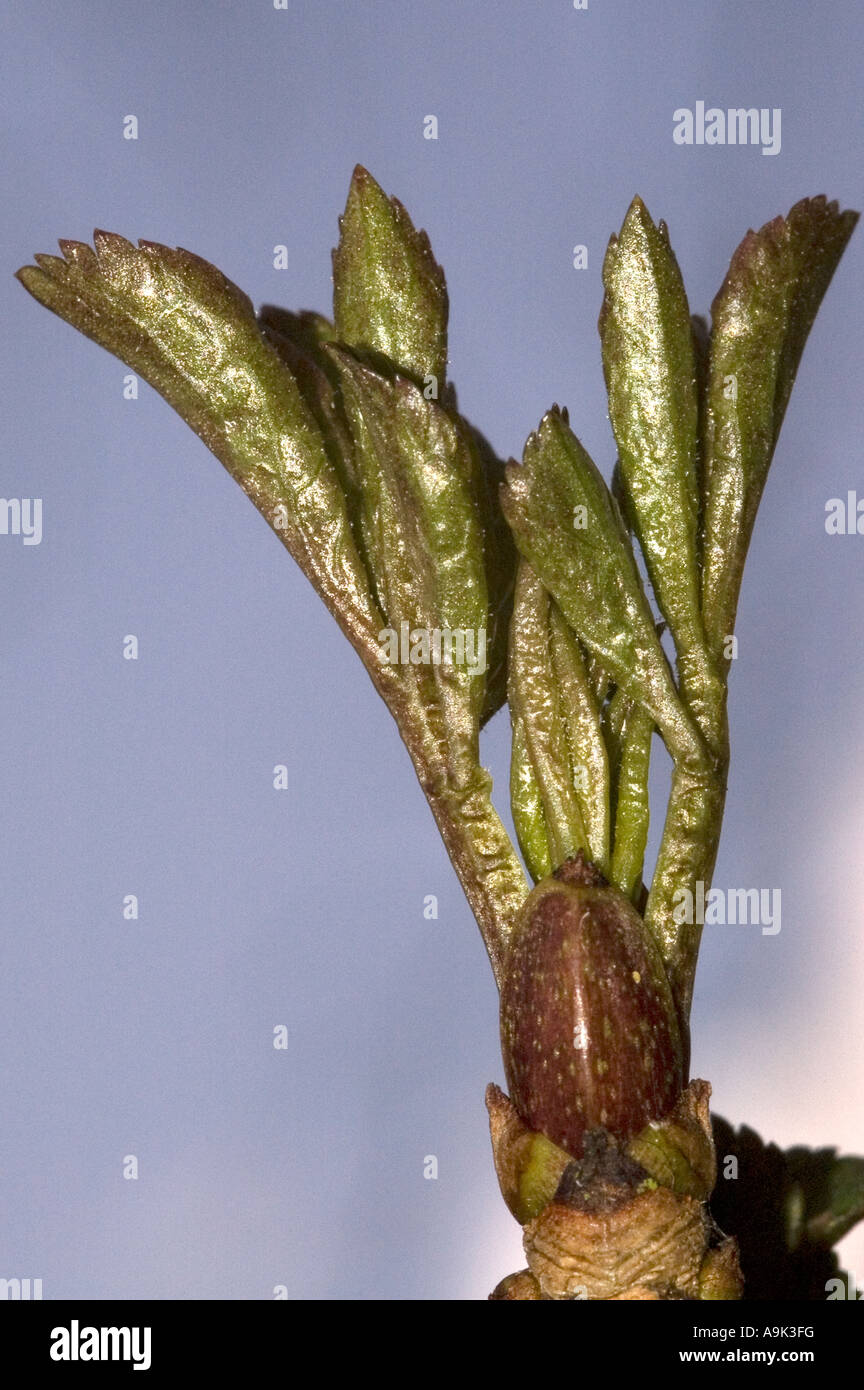 Rising leaves spring hi-res stock photography and images - Alamy