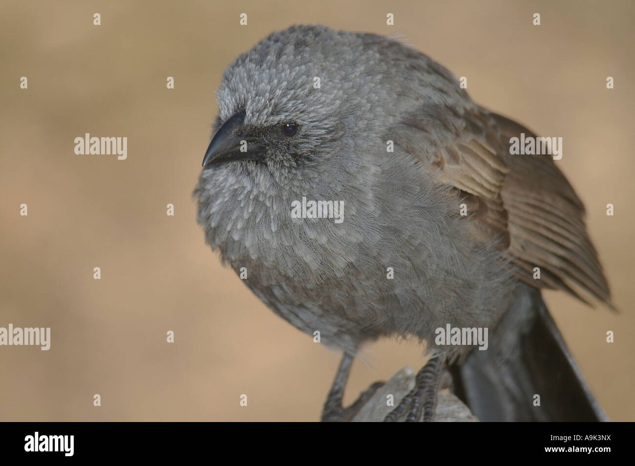 Apostlebird struthidea cinerea hi-res stock photography and images - Alamy