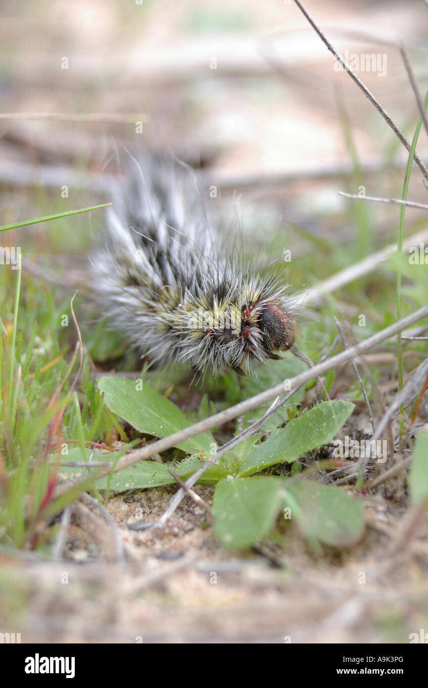 Woolly caterpillar going for a walk Stock Photo - Alamy