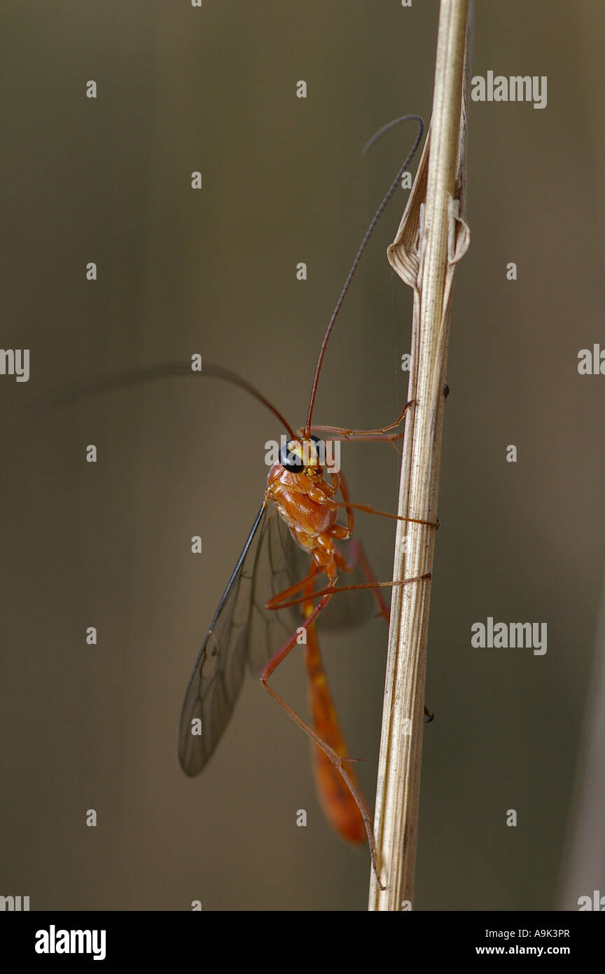 Ichneumon spider hi-res stock photography and images - Alamy