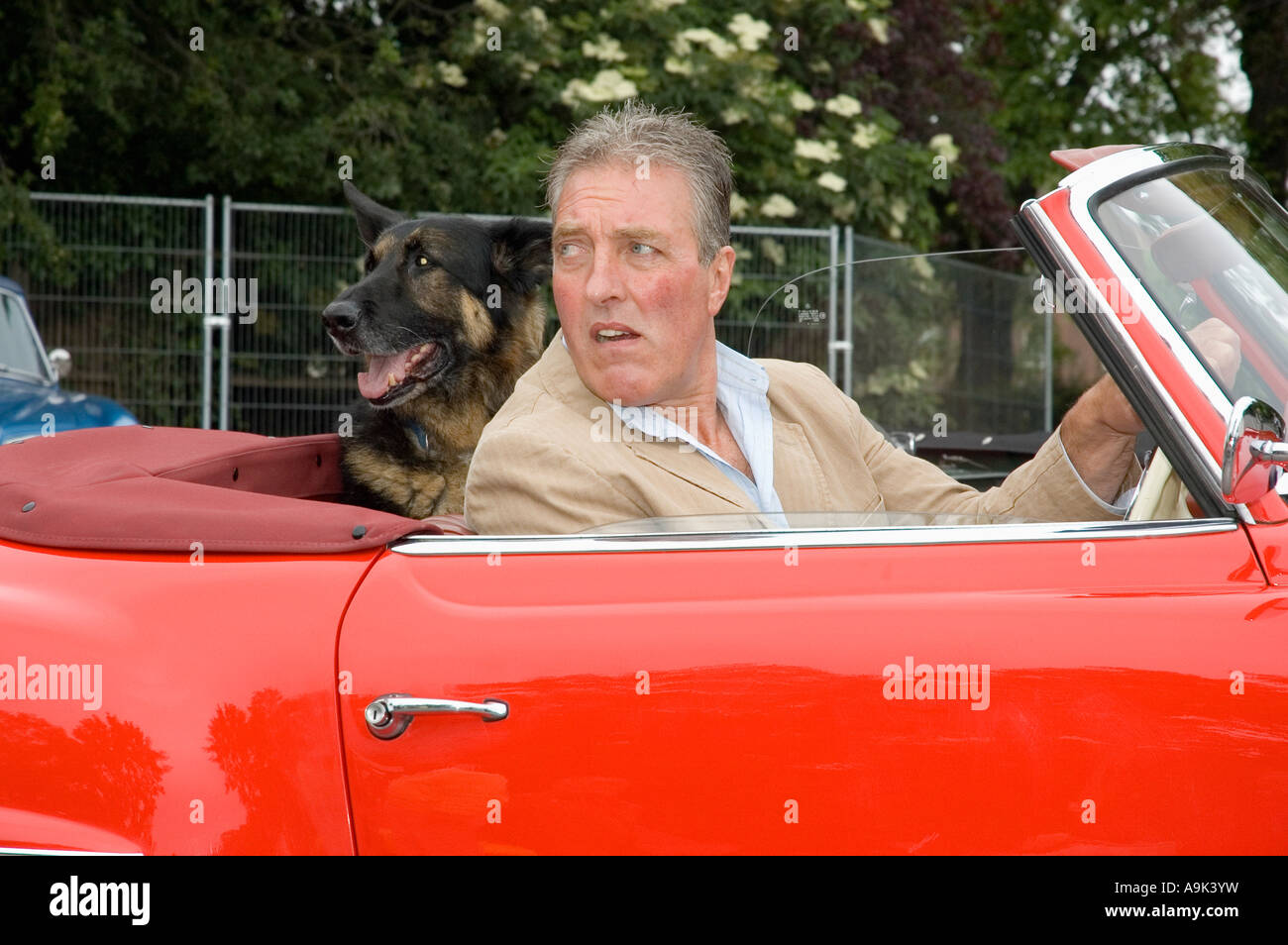Man and Dog driving a red vintage Mercedes car Stock Photo - Alamy