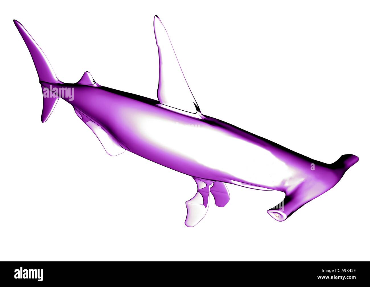 Full shark skeleton hi-res stock photography and images - Alamy