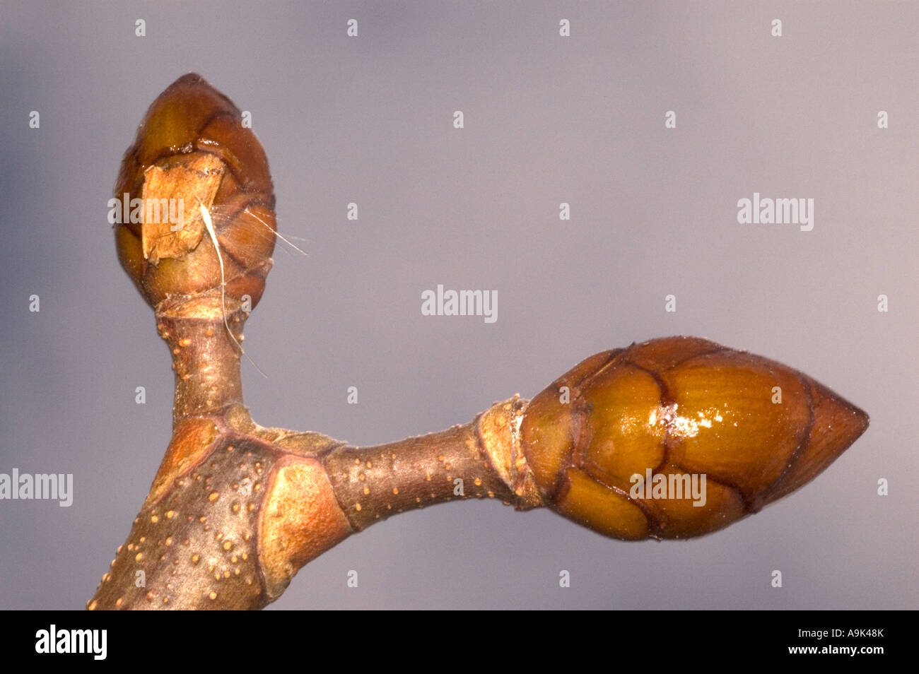 Tree Leaves Opening In Spring Stock Photo - Alamy