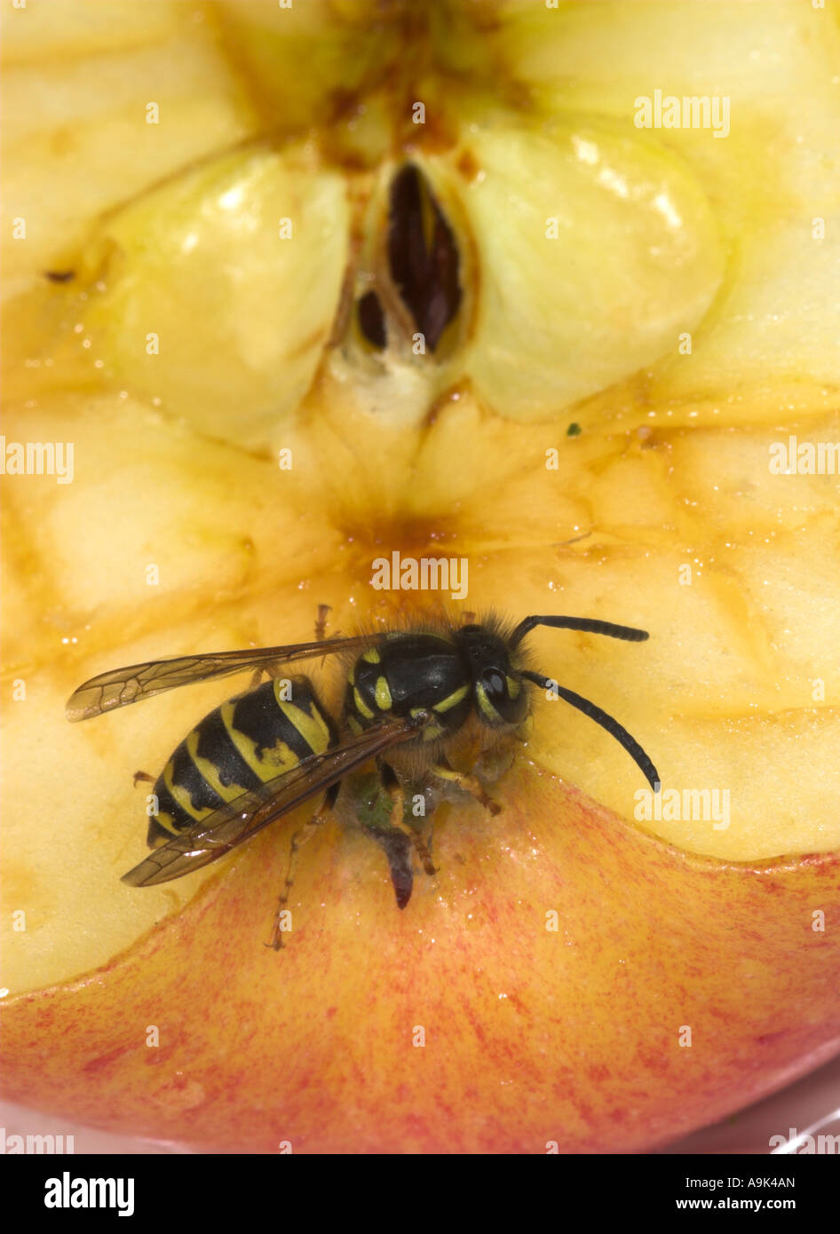 Wasp Eating An Apple Stock Photo - Alamy