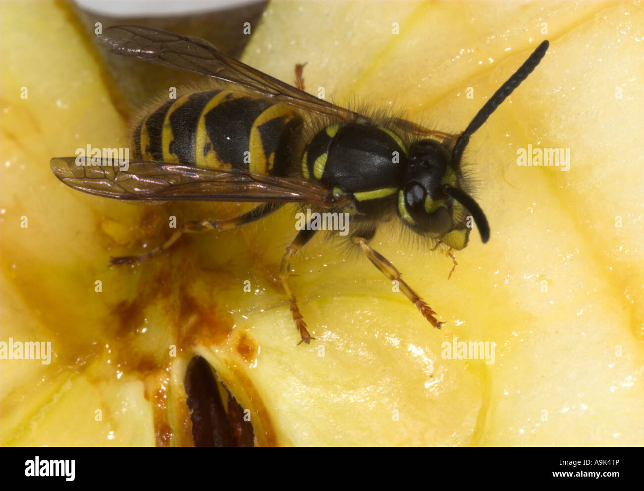 Wasp Eating An Apple Stock Photo - Alamy