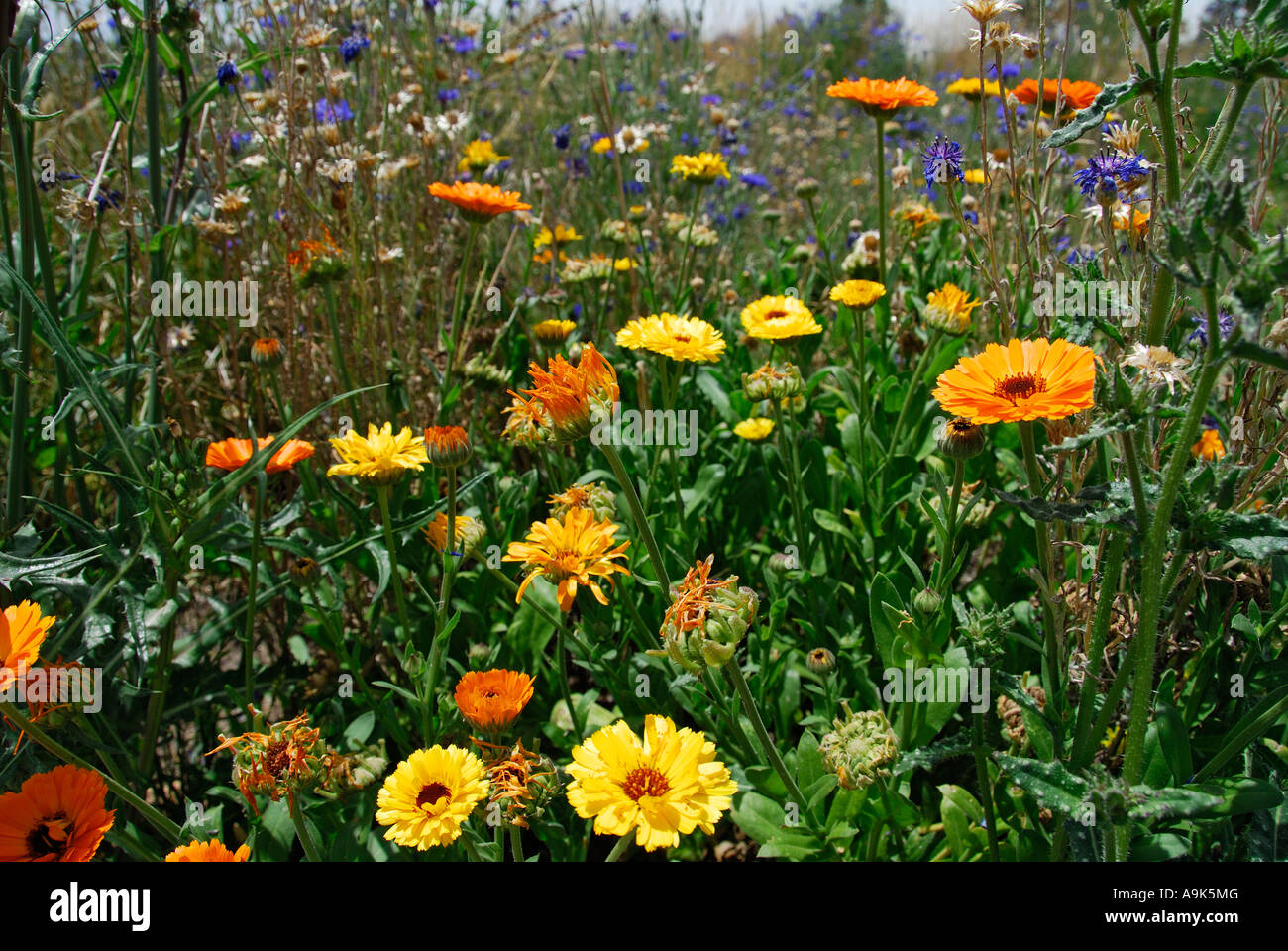 "Wildflowers in a meadow, Sonoma, California Stock Photo - Alamy