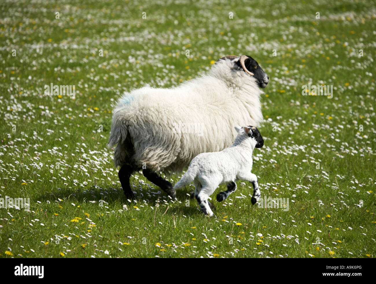 Frolicking lamb hi-res stock photography and images - Alamy