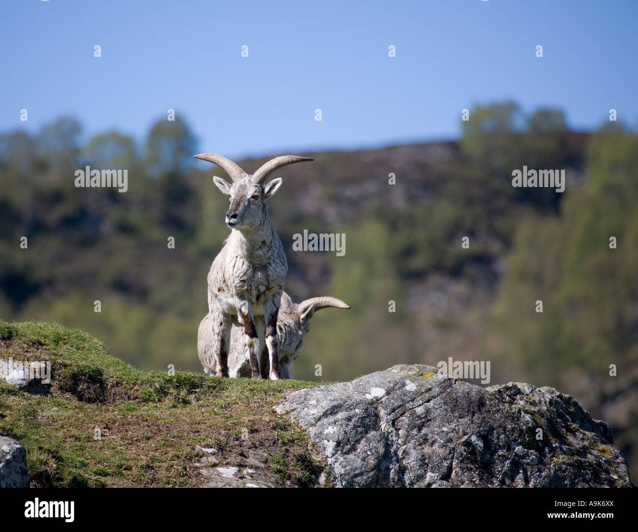 Bharal or Himalayan blue sheep on rocky hillside Stock Photo - Alamy