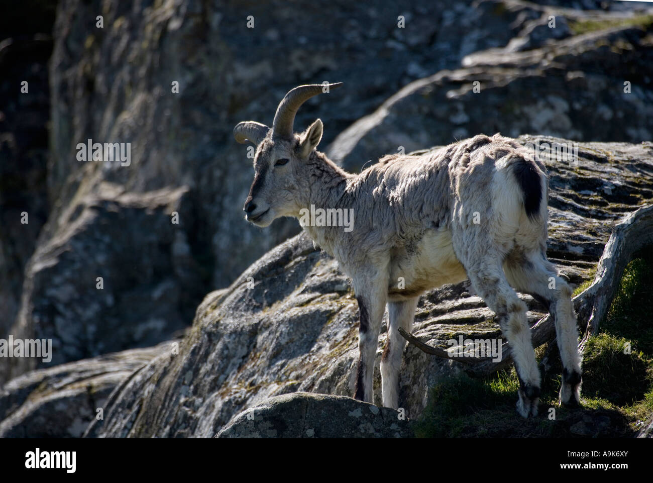 Bharal or Himalayan blue sheep on rocky hillside Stock Photo - Alamy