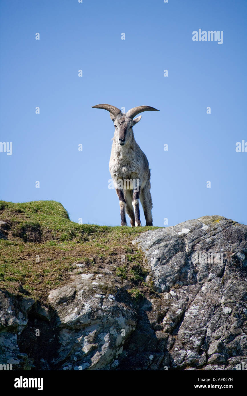 Bharal or Himalayan blue sheep on rocky hillside Stock Photo - Alamy