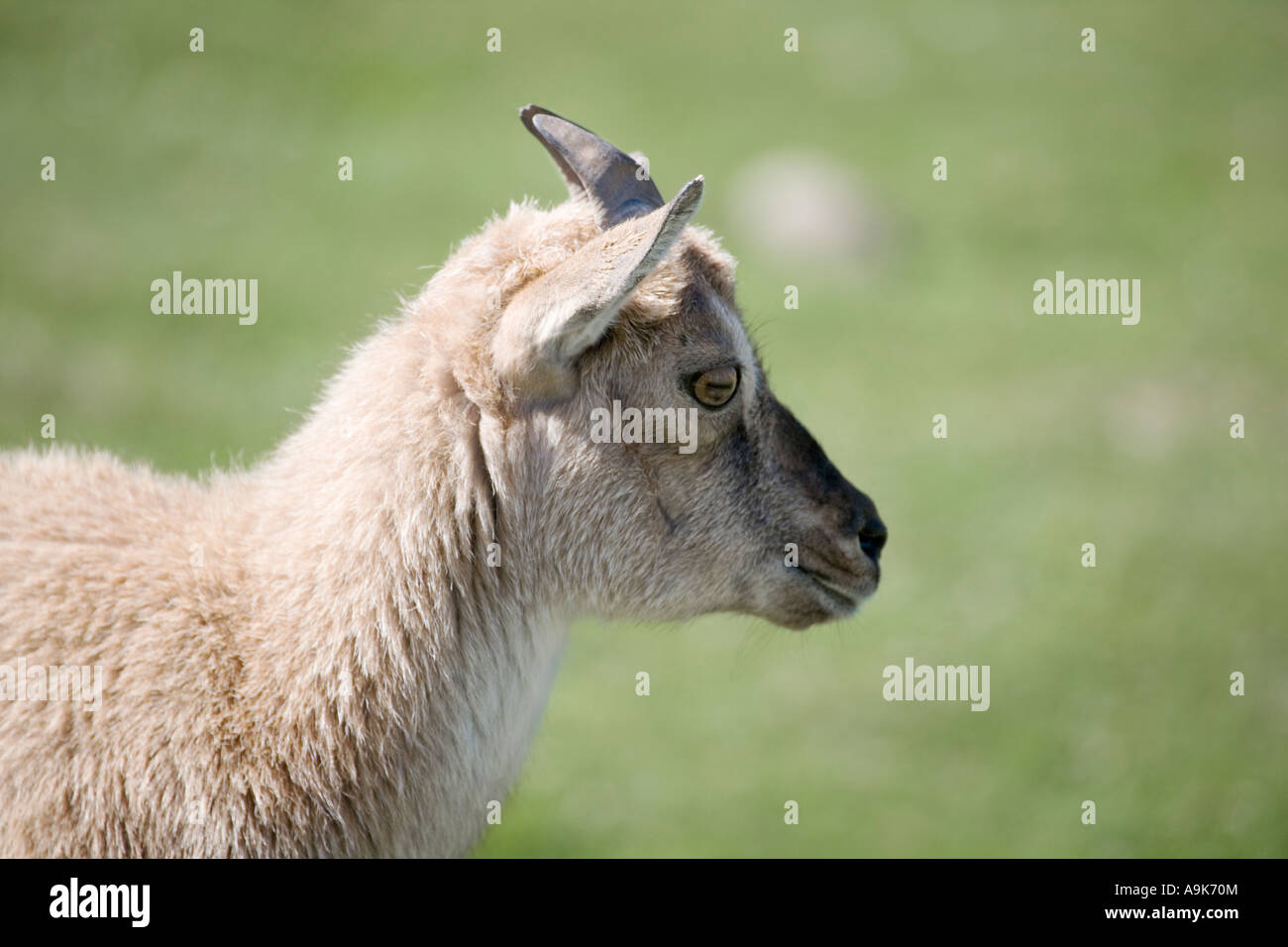 Himalayan sheep horn hi-res stock photography and images - Alamy