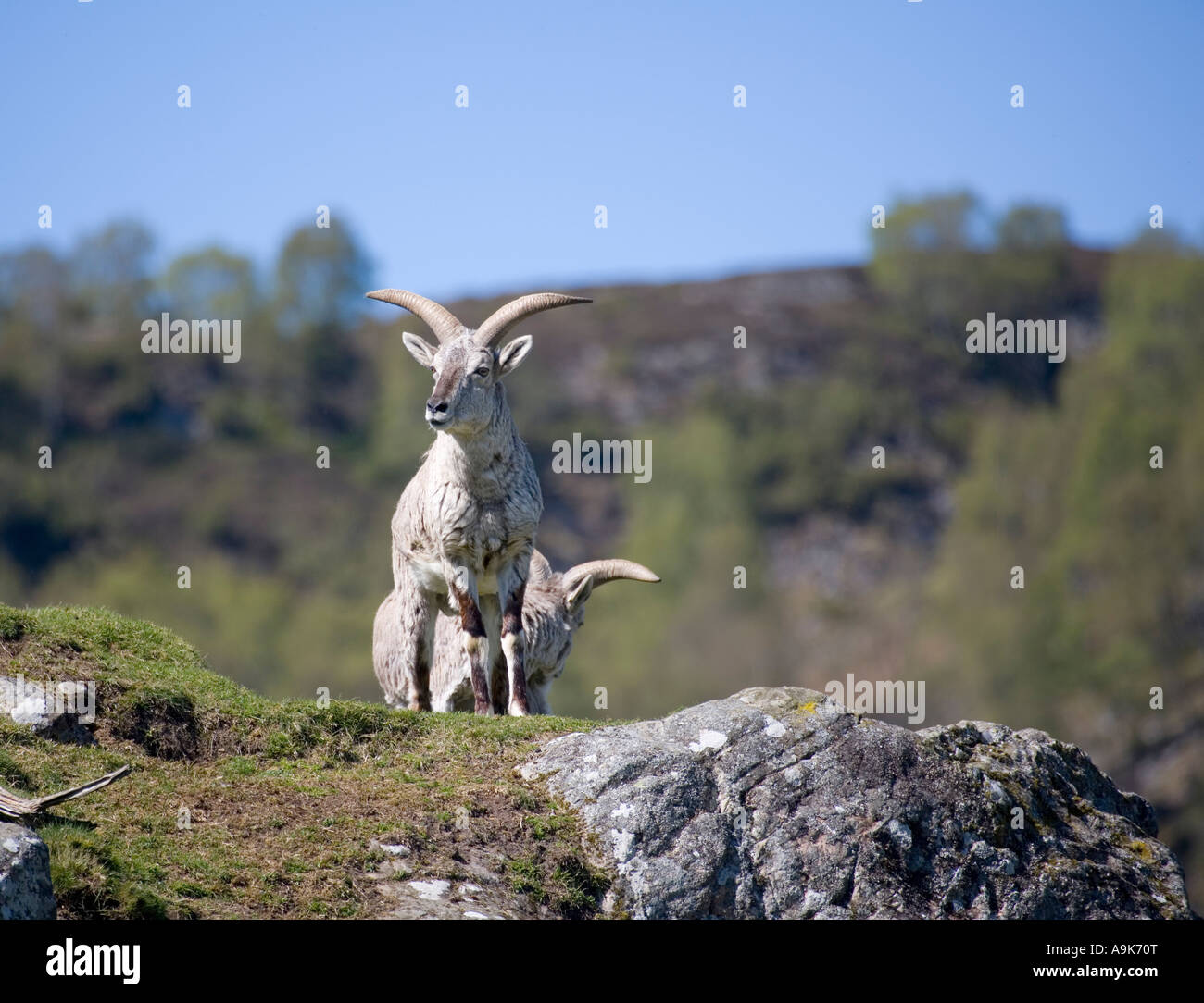 Bharal or Himalayan blue sheep on rocky hillside Stock Photo - Alamy