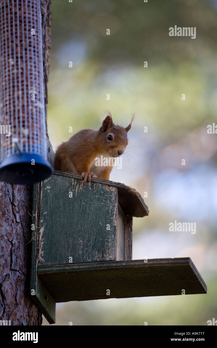 Red squirrel feeder box hi-res stock photography and images - Alamy