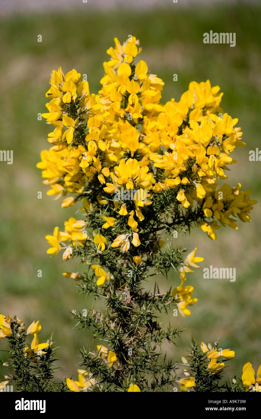 Common Gorse Ulex europaeus Stock Photo - Alamy