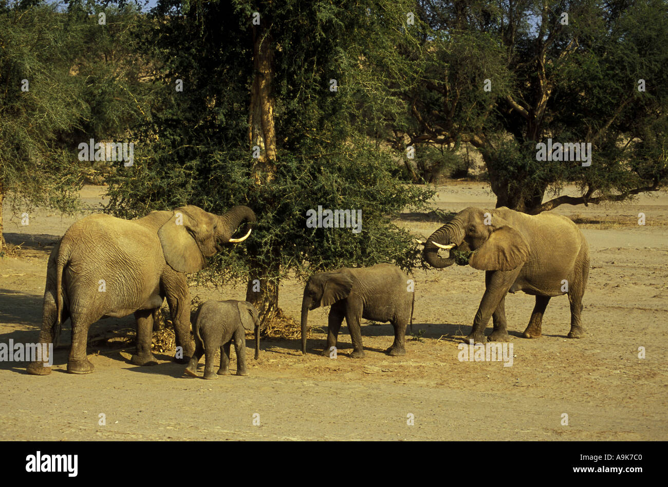 Rare Desert Elephants in Damaraland northern Namibia south west Africa ...