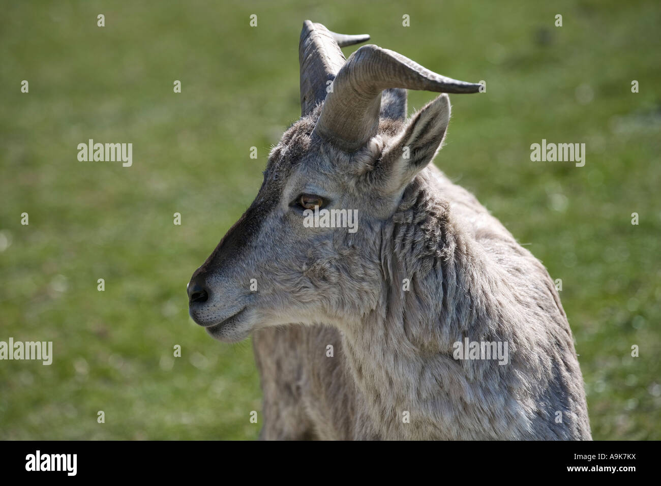 Bharal or Himalayan blue sheep Stock Photo - Alamy