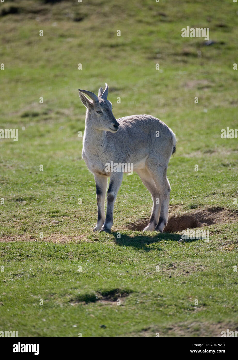 Himalayan goat hi-res stock photography and images - Alamy