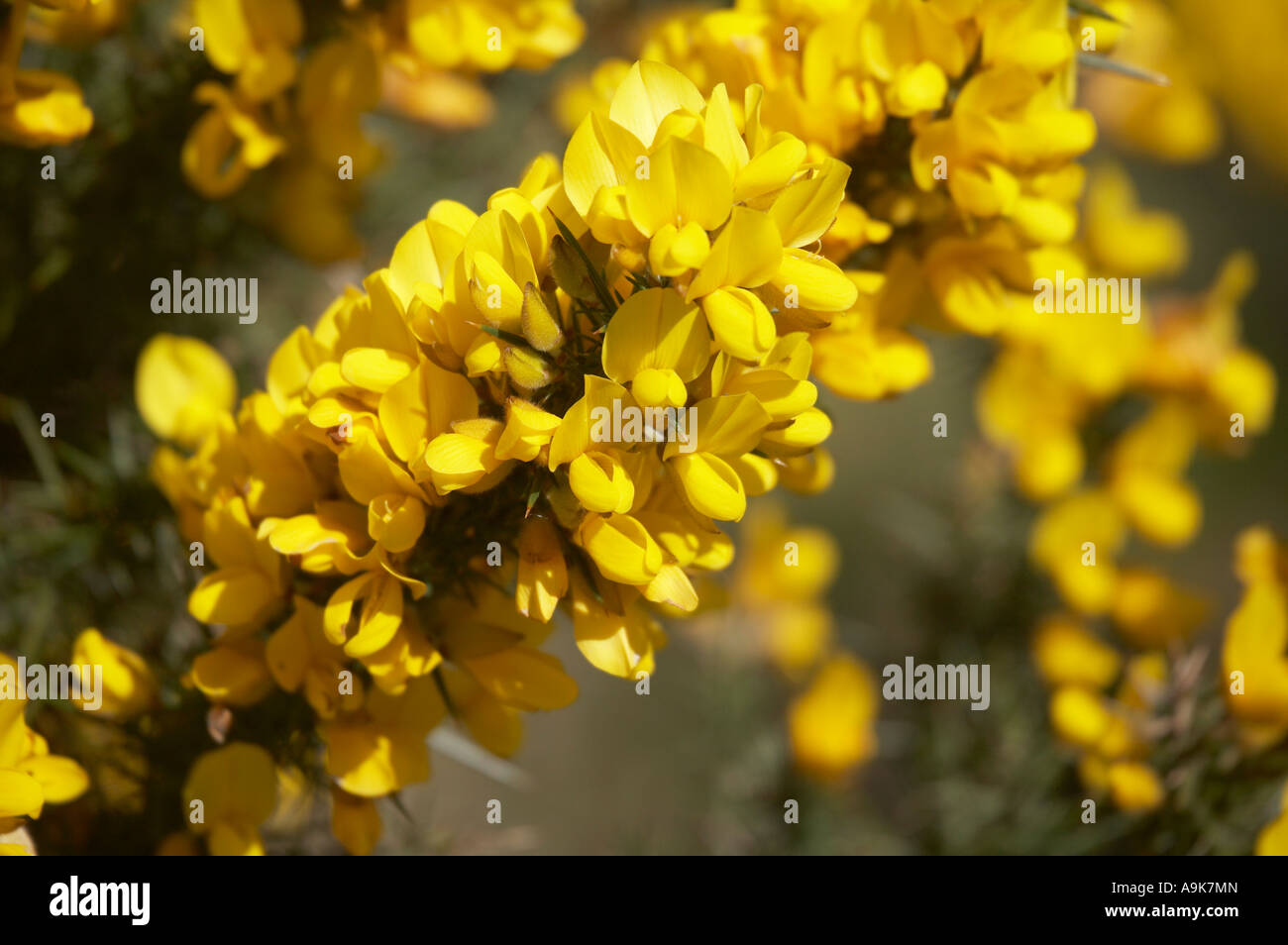 Common Gorse Ulex europaeus Stock Photo - Alamy