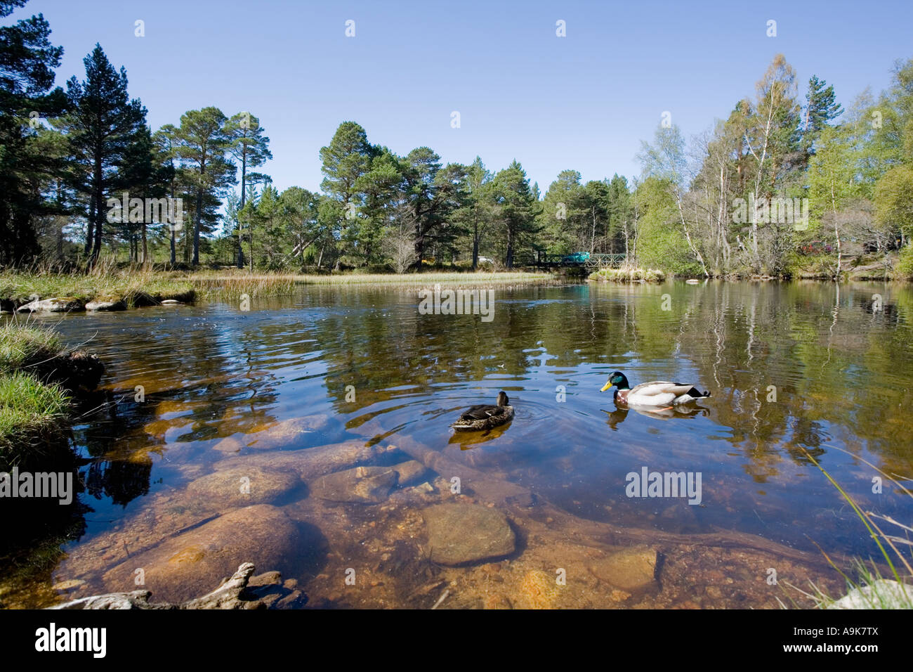 Wide angle view of Two Mallards on Lake Stock Photo - Alamy