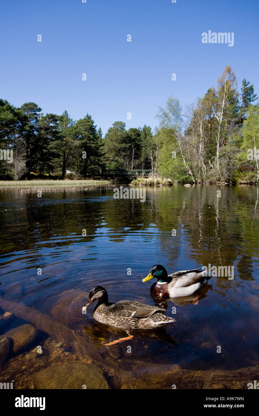 Two mallards hi-res stock photography and images - Alamy