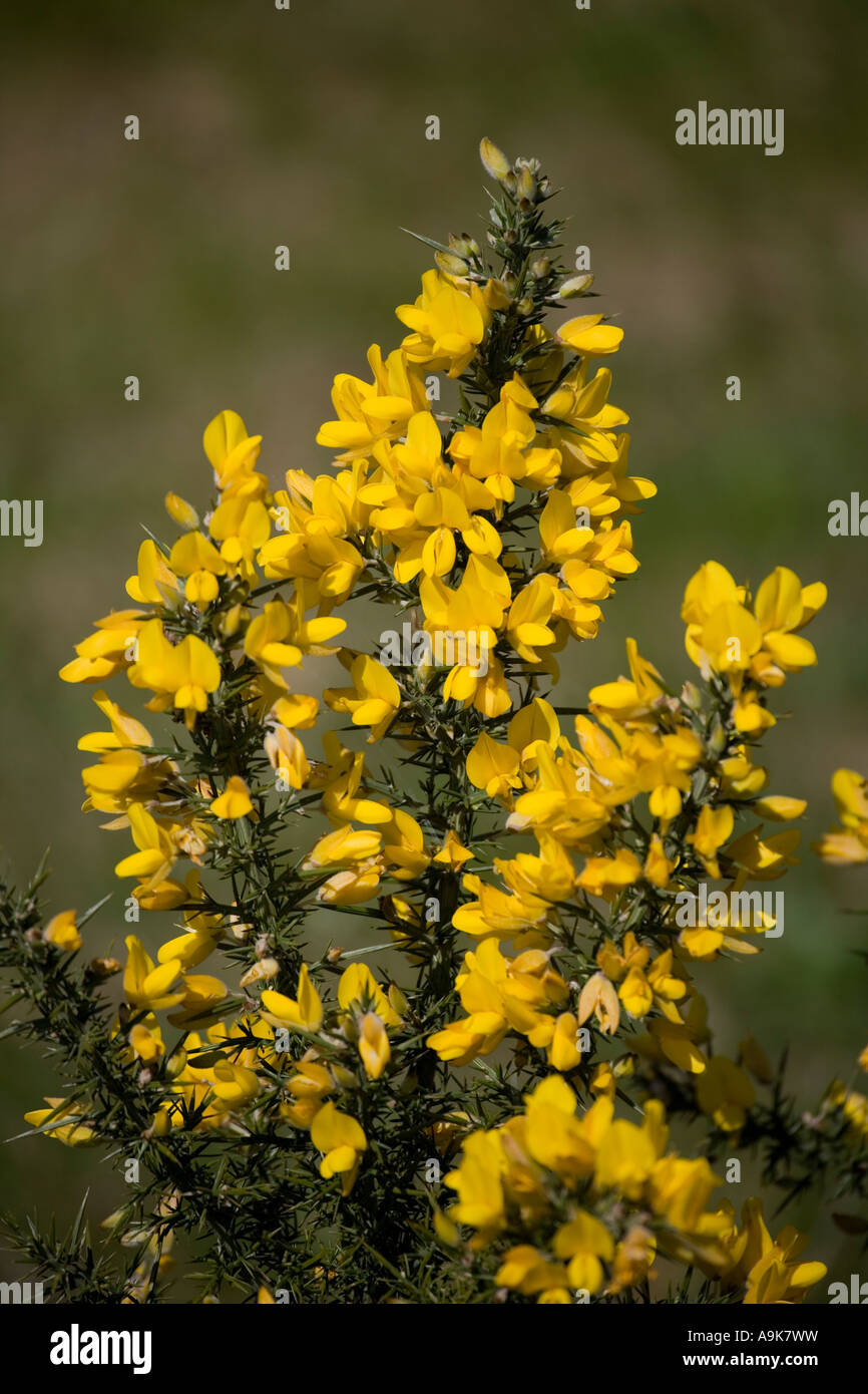 Common Gorse Ulex europaeus Stock Photo - Alamy