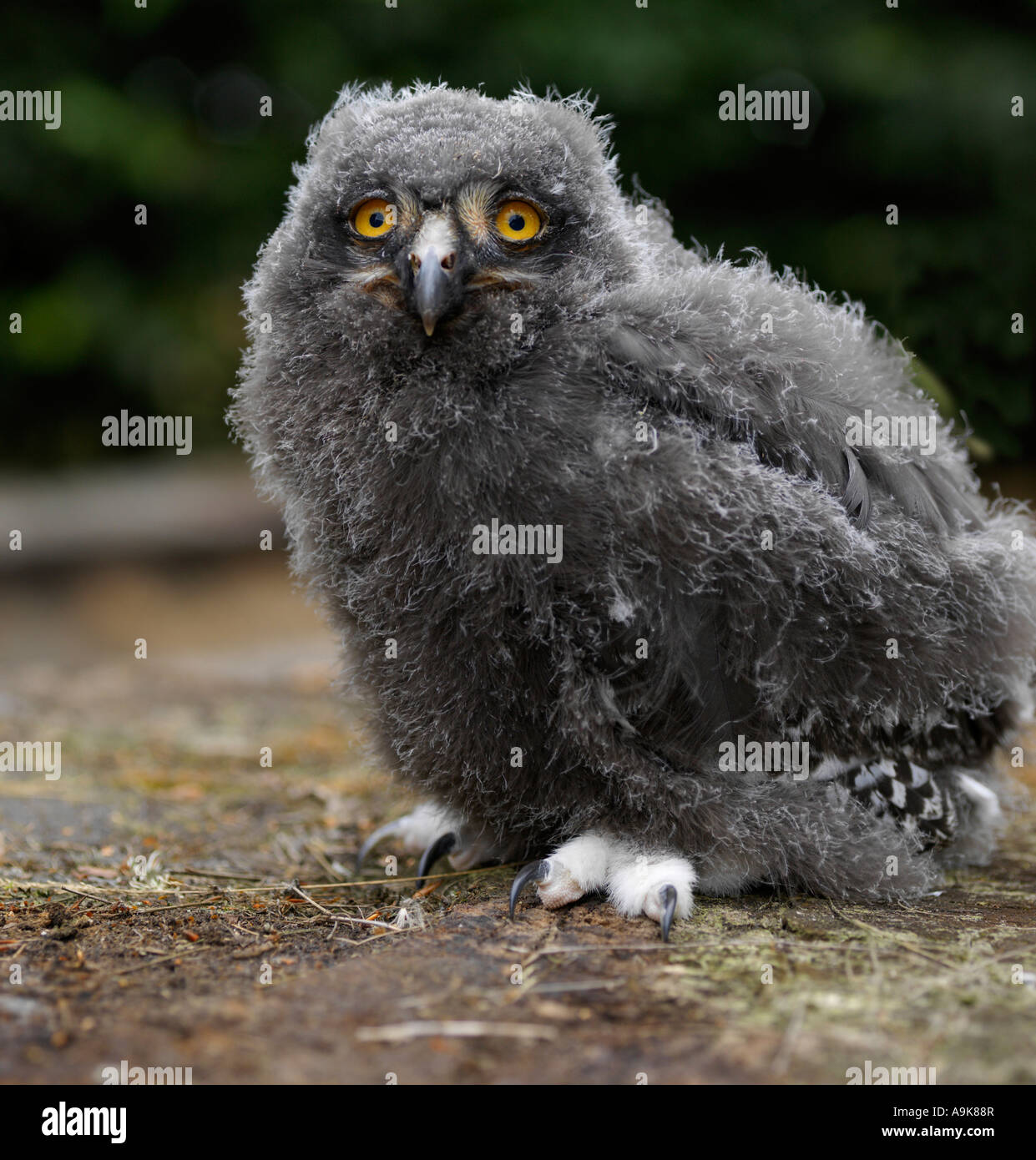 Snowy Owl Chick Bubo scandiacus Stock Photo - Alamy