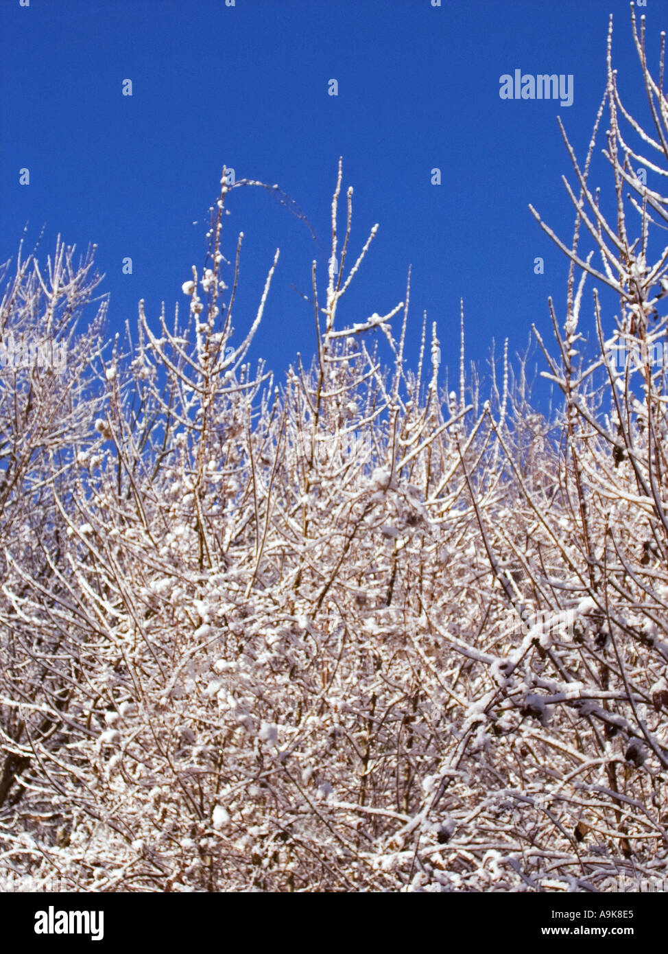 Snowy morning uk hi-res stock photography and images - Alamy