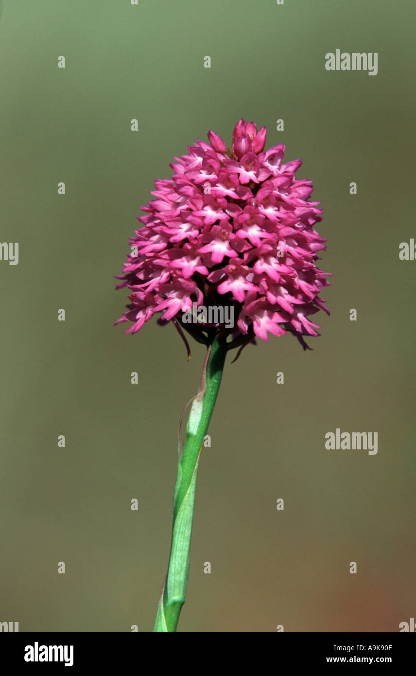 PYRAMIDAL ORCHID Anacamptis pyramidalis Stock Photo - Alamy