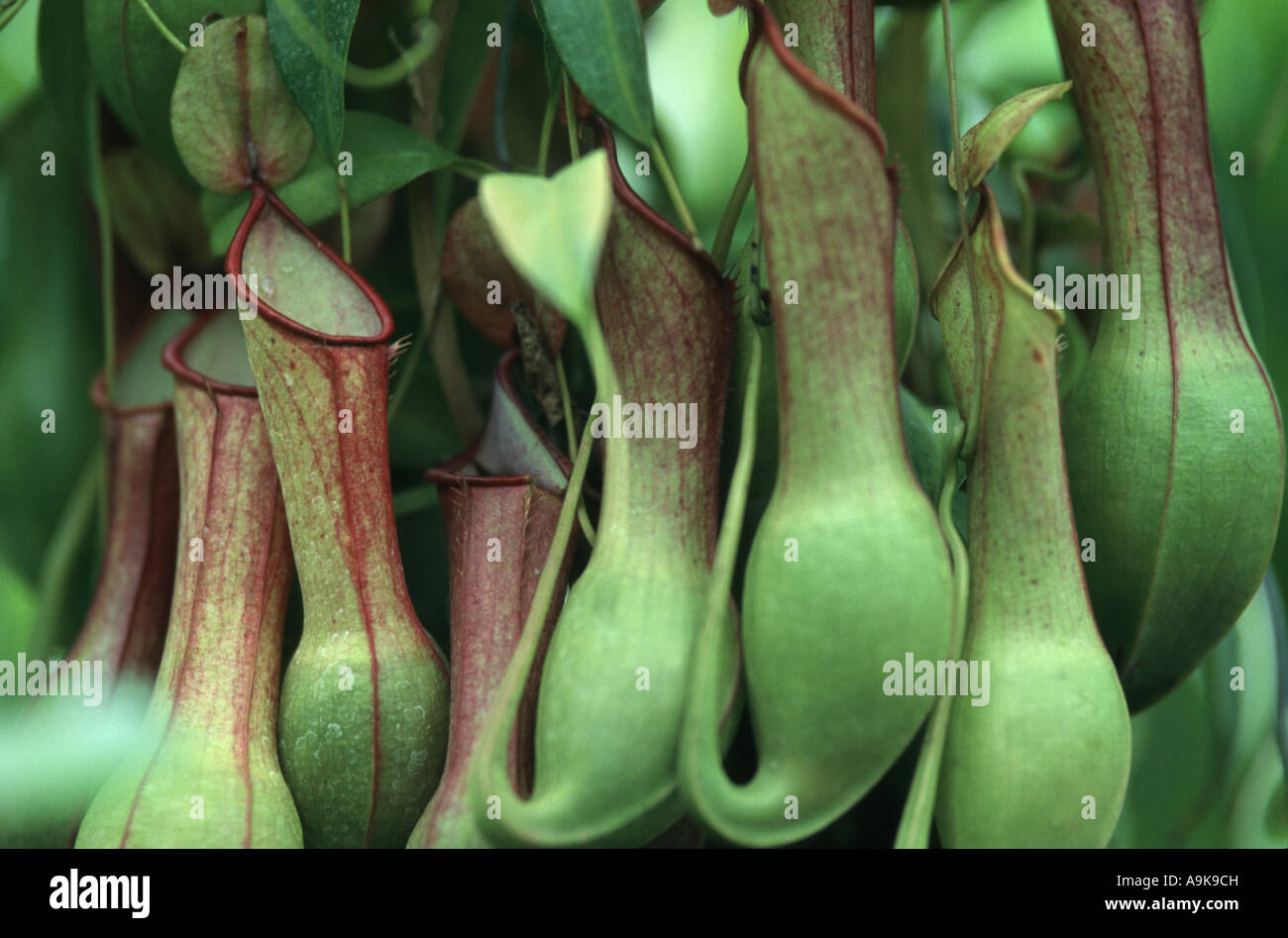 pitcher plant (Nepenthes-Hybride), special leaves for catching insects ...