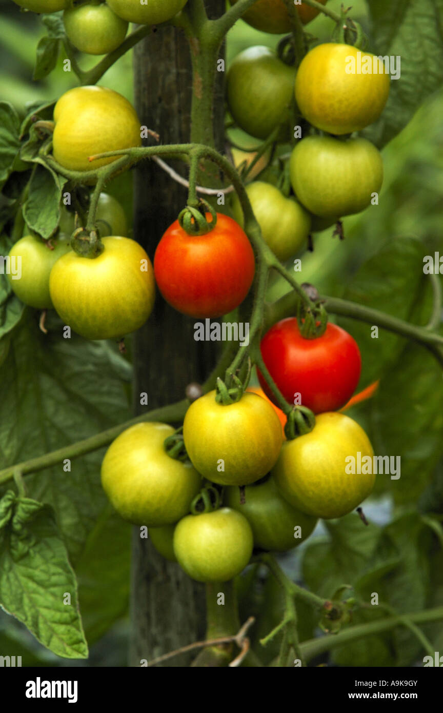 garden tomato (Solanum lycopersicum, Lycopersicon esculentum), tomato ...