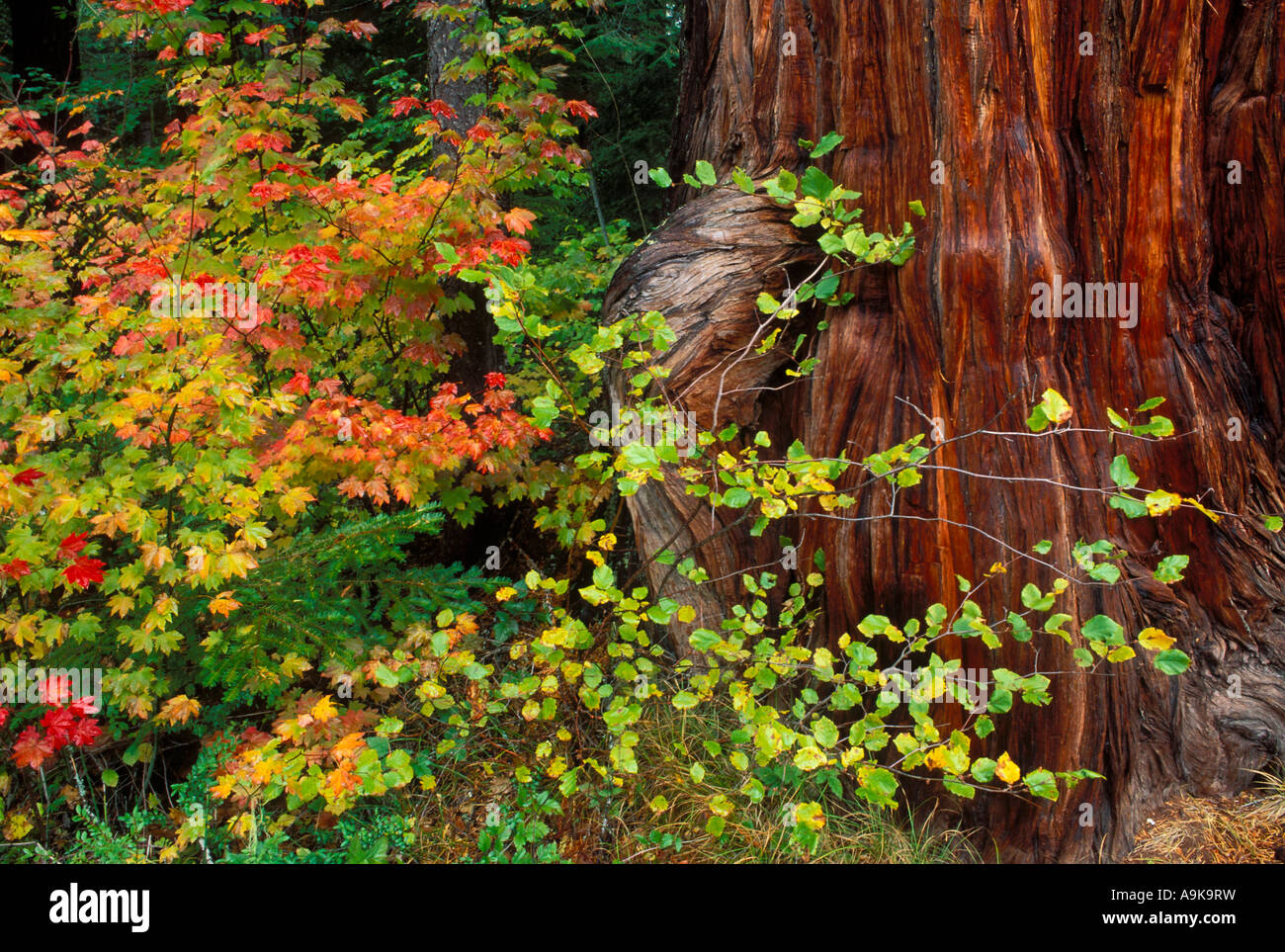 Fall vine maple and cedar along the Rogue River Rogue River National ...