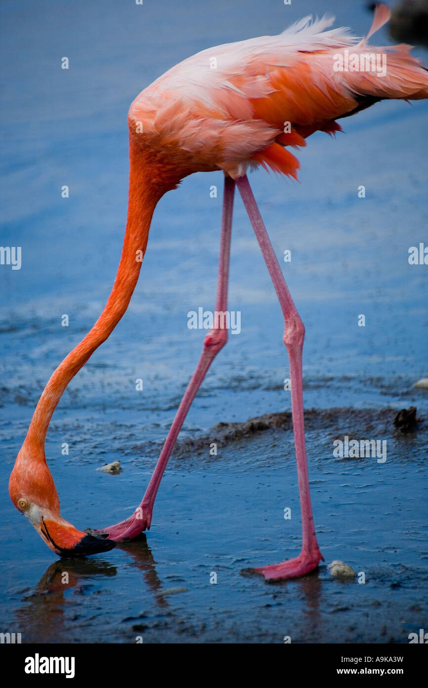a flamingo feeding Stock Photo - Alamy