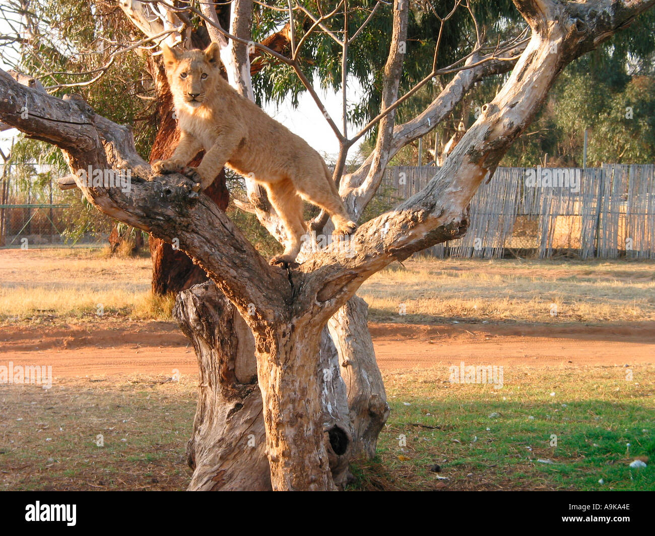 Lion cub playing in tree branch Stock Photo - Alamy