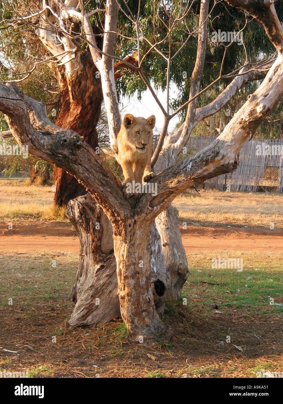 Lion cub playing in tree branch Stock Photo - Alamy
